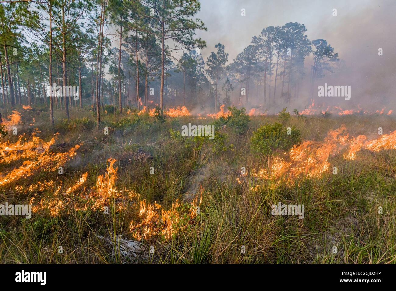 Forest fire in South Florida Stock Photo - Alamy