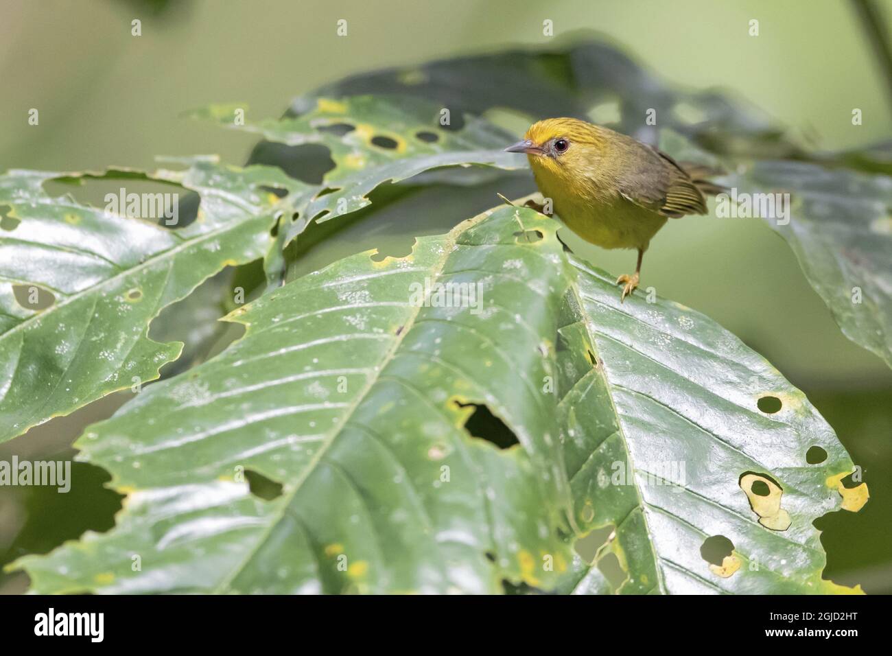 Golden Babbler (Stachyridopsis chrysaea) Foto: Magnus Martinsson / TT ...