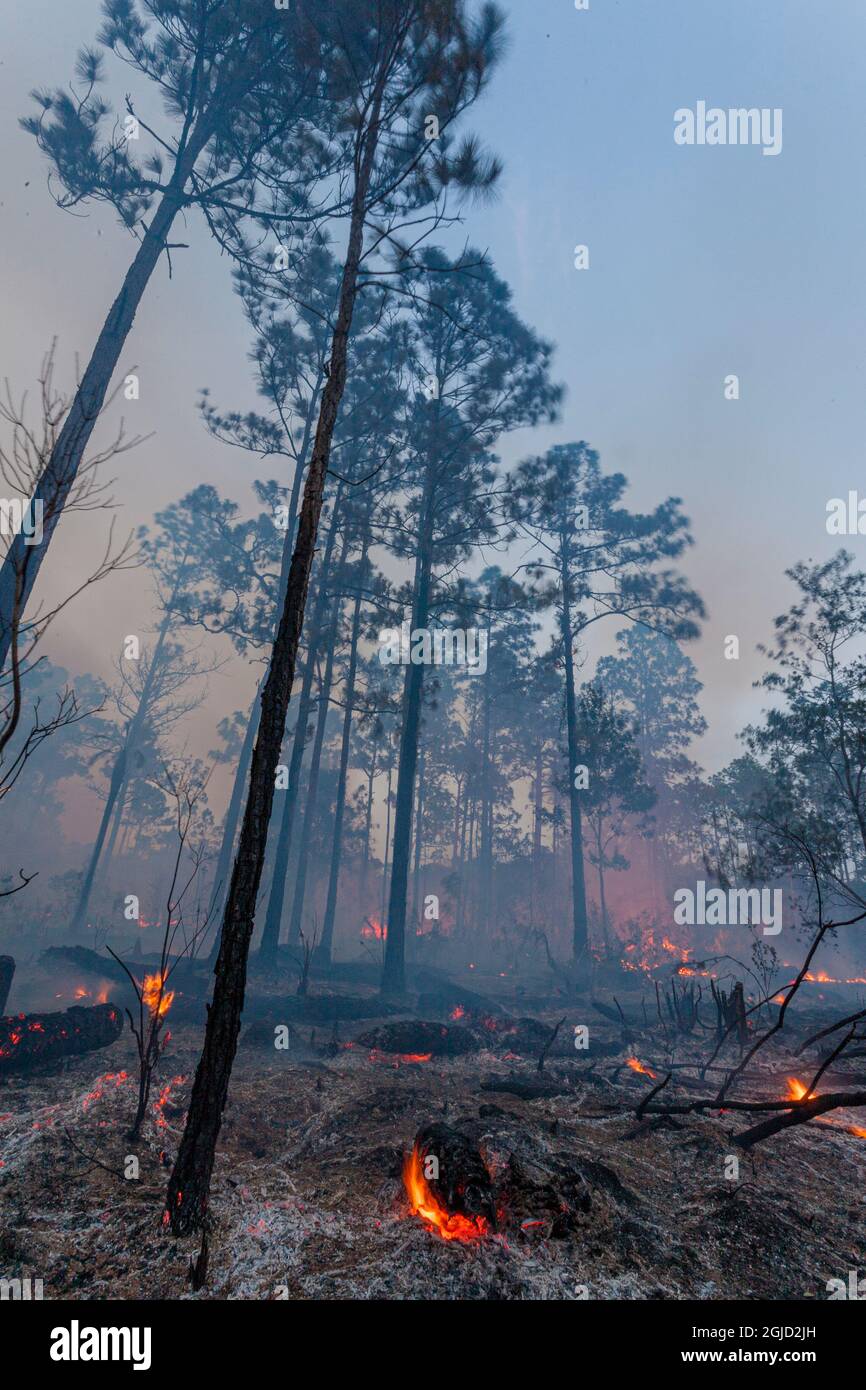 Forest fire at night Stock Photo - Alamy