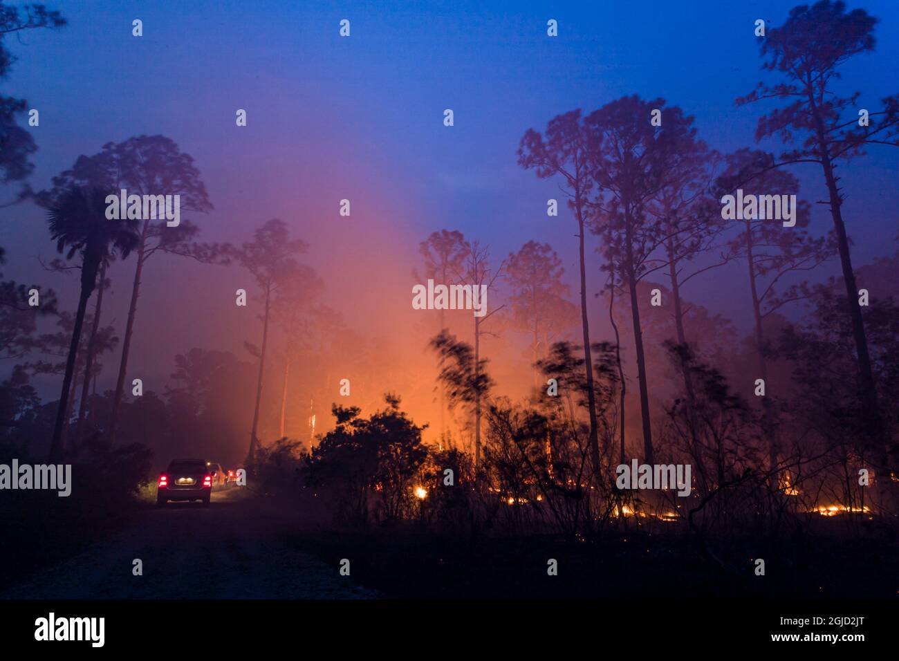 Forest fire at night Stock Photo - Alamy