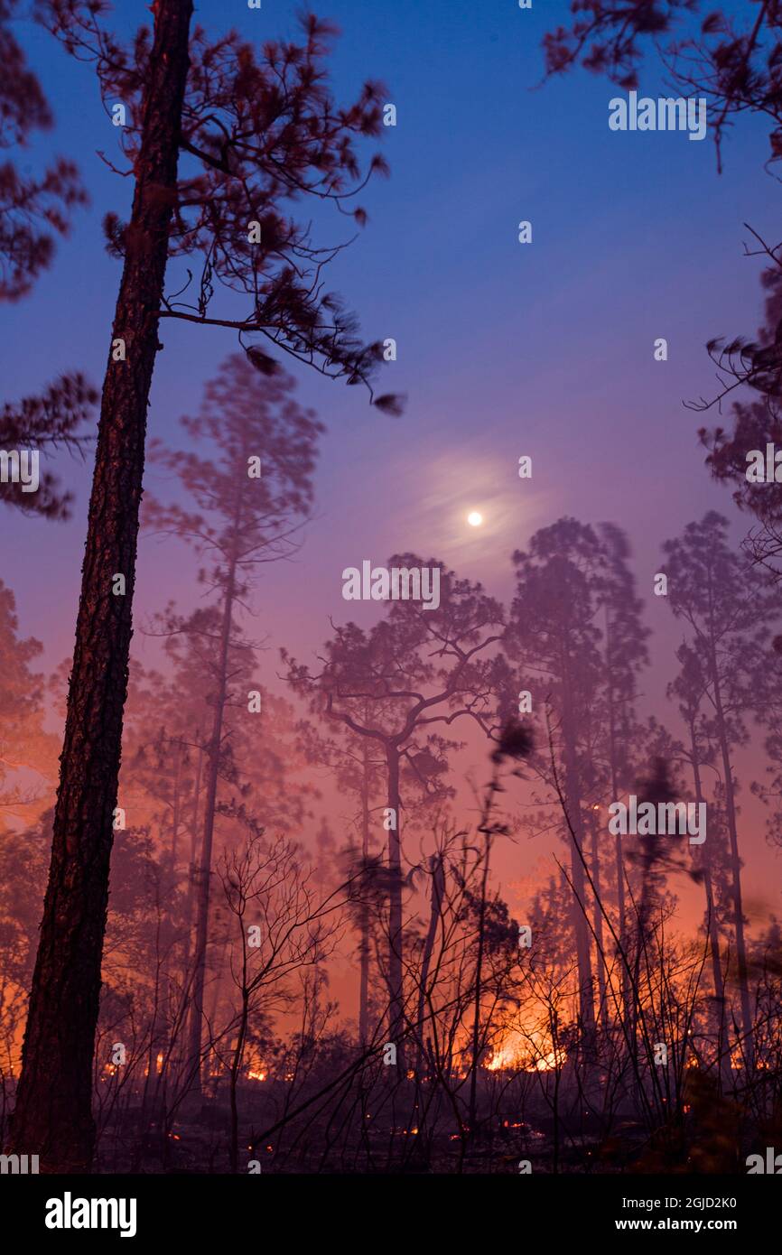 Forest fire at night Stock Photo - Alamy