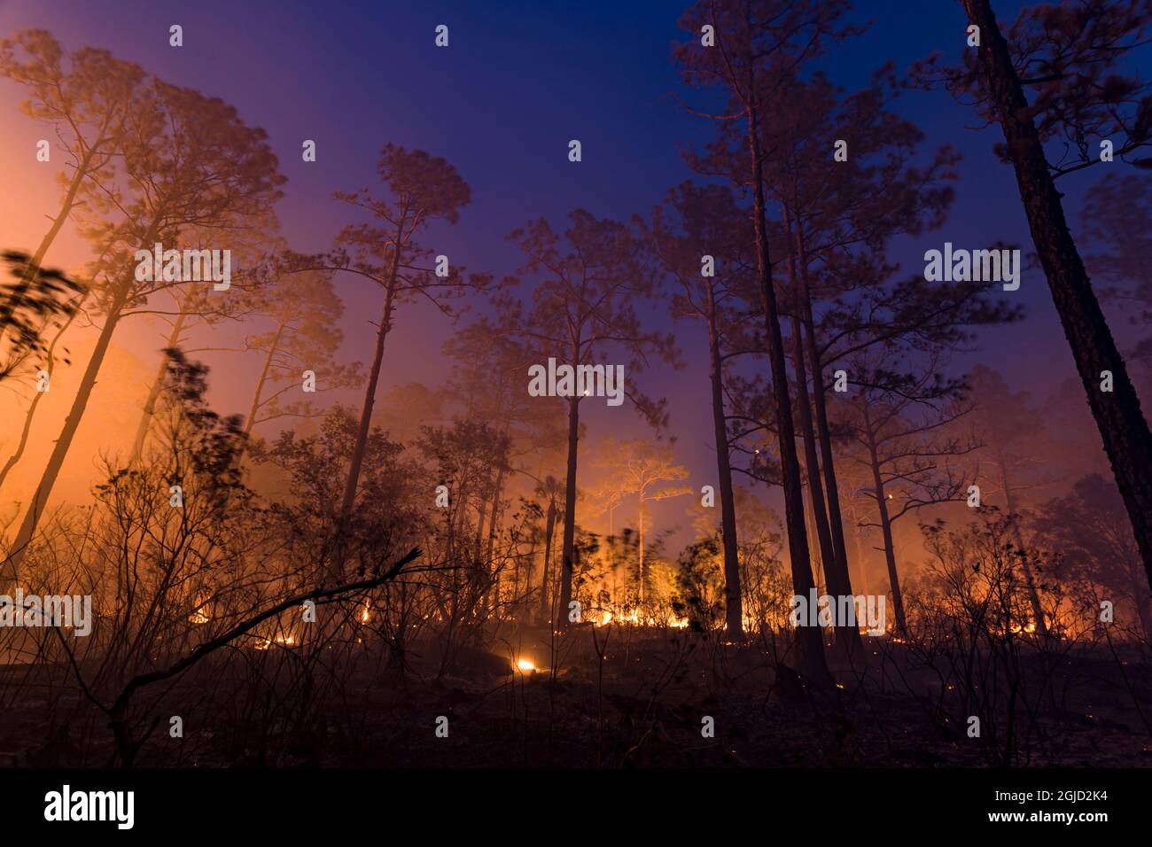 Forest fire at night Stock Photo - Alamy