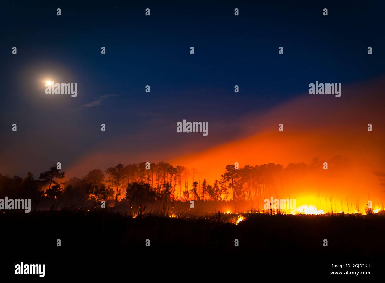 Forest fire at night Stock Photo - Alamy