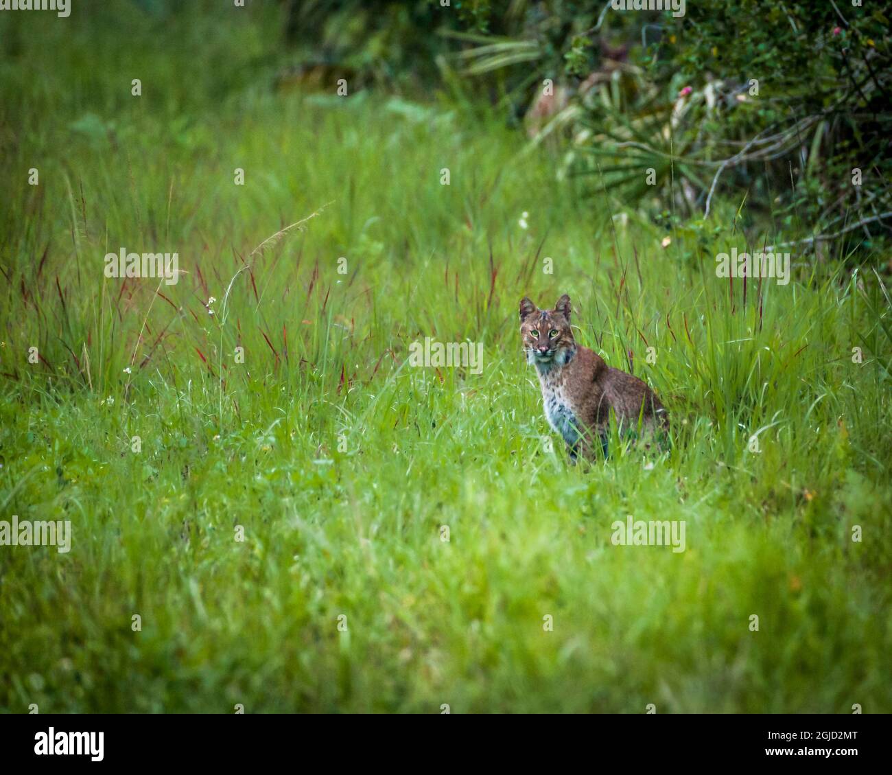 Bobcat florida hi-res stock photography and images - Alamy