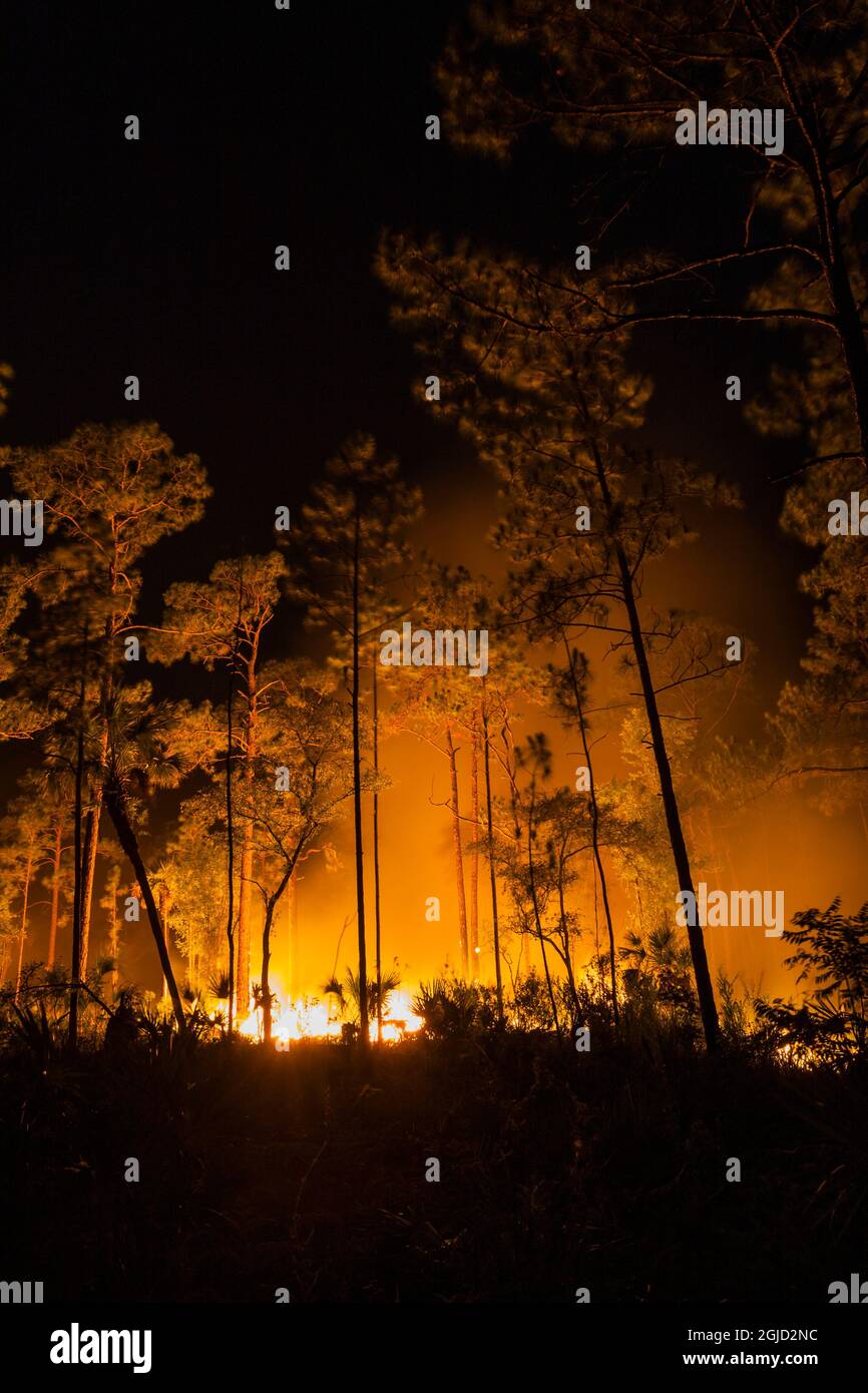 Forest fire at night Stock Photo - Alamy