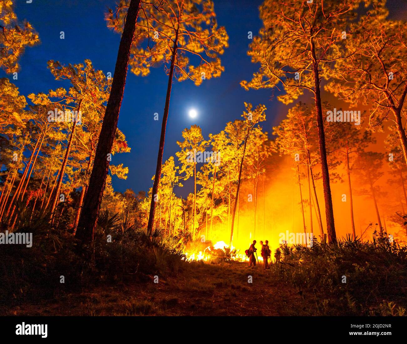 Forest fire at night Stock Photo - Alamy