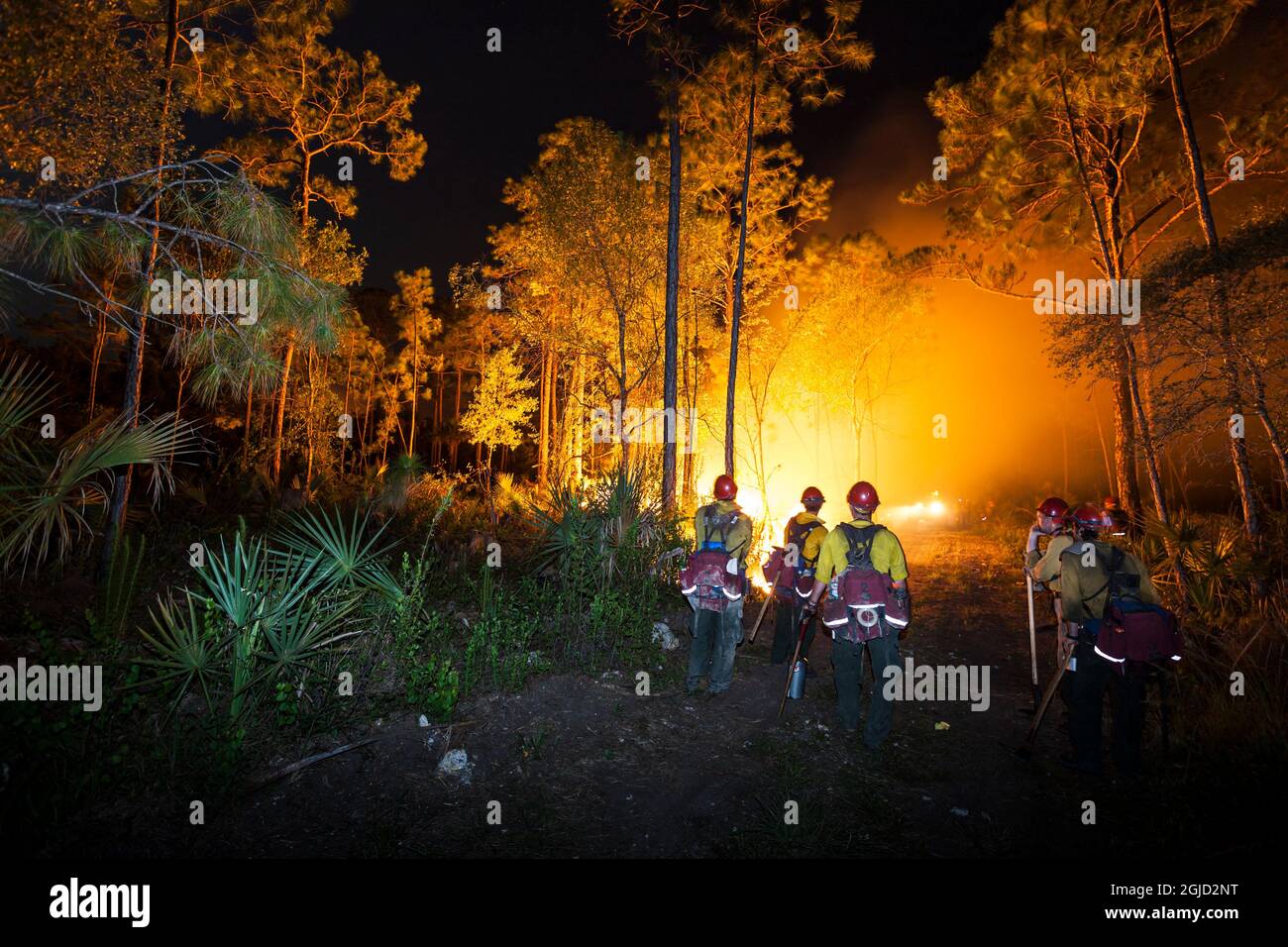 Forest fire at night Stock Photo - Alamy