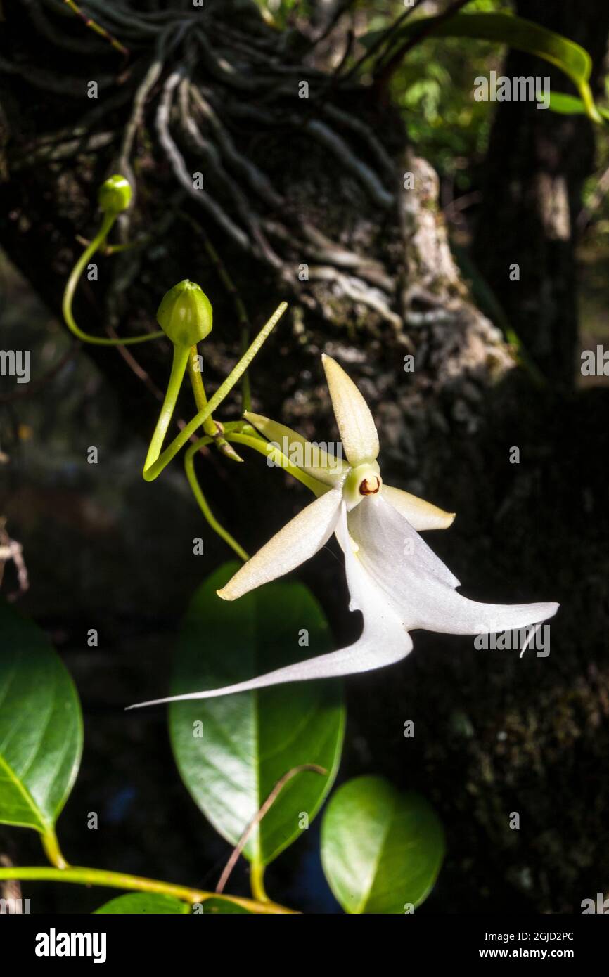Rare ghost orchid grows only in swamps in South Florida Stock Photo - Alamy