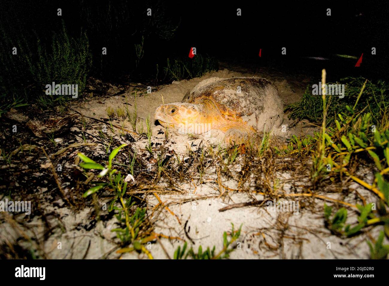 Nesting loggerhead sea turtle in Florida Stock Photo - Alamy