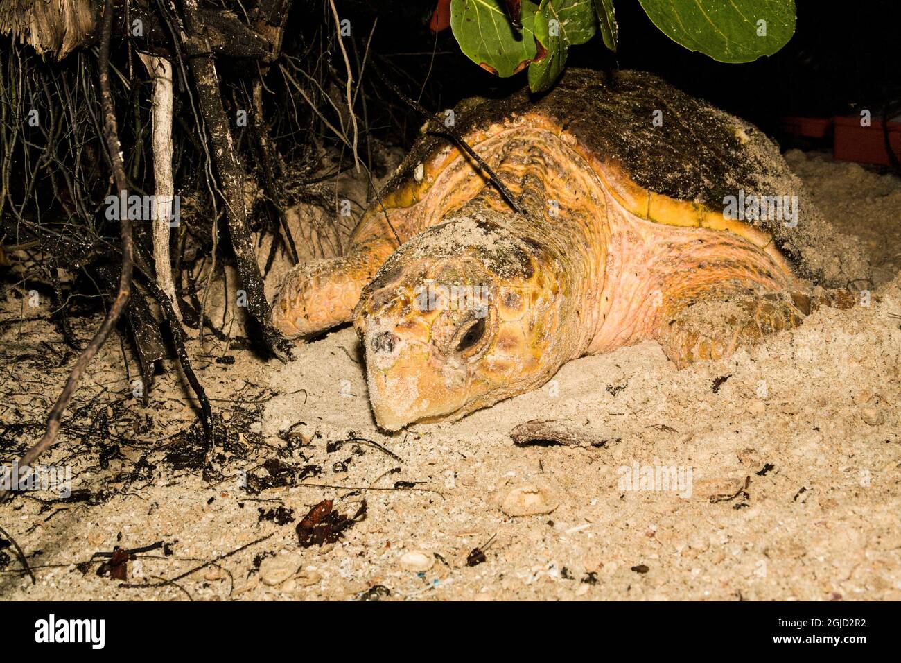 Nesting loggerhead sea turtle in Florida Stock Photo - Alamy