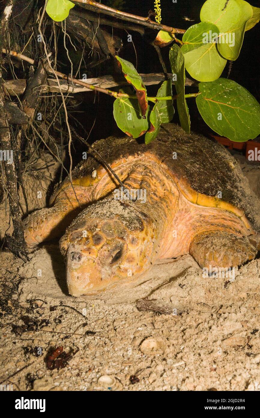 Nesting loggerhead sea turtle in Florida Stock Photo - Alamy