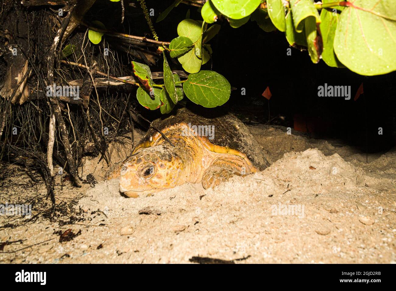 Nesting loggerhead sea turtle in Florida Stock Photo - Alamy