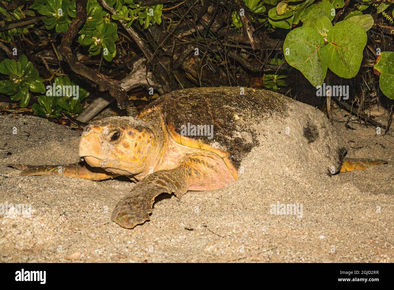 Nesting loggerhead sea turtle in Florida Stock Photo - Alamy