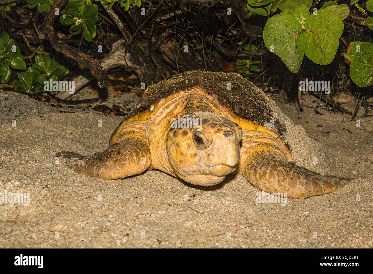 Nesting loggerhead sea turtle in Florida Stock Photo - Alamy