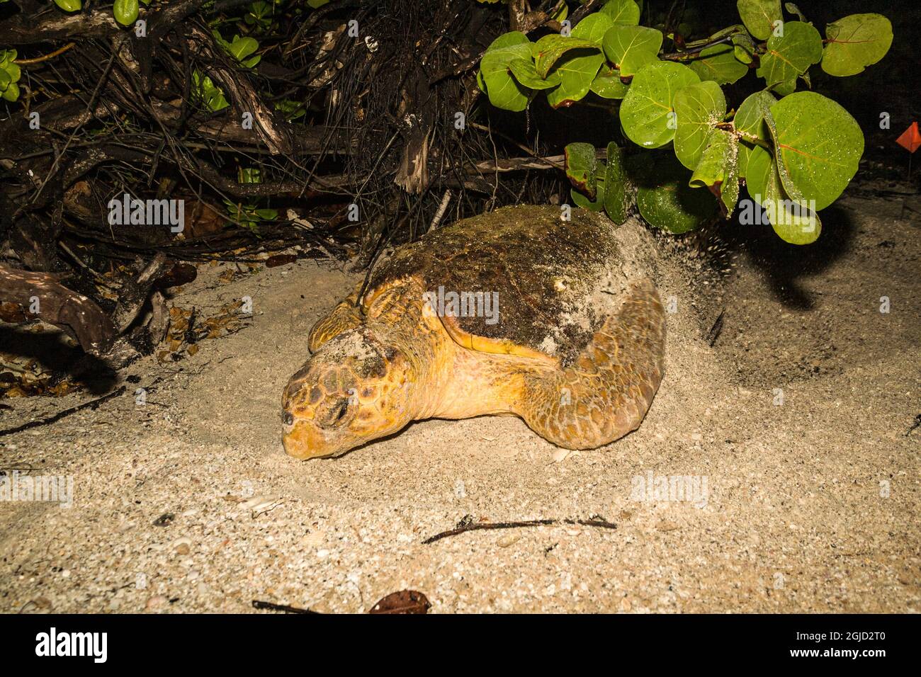 Nesting loggerhead sea turtle in Florida Stock Photo - Alamy