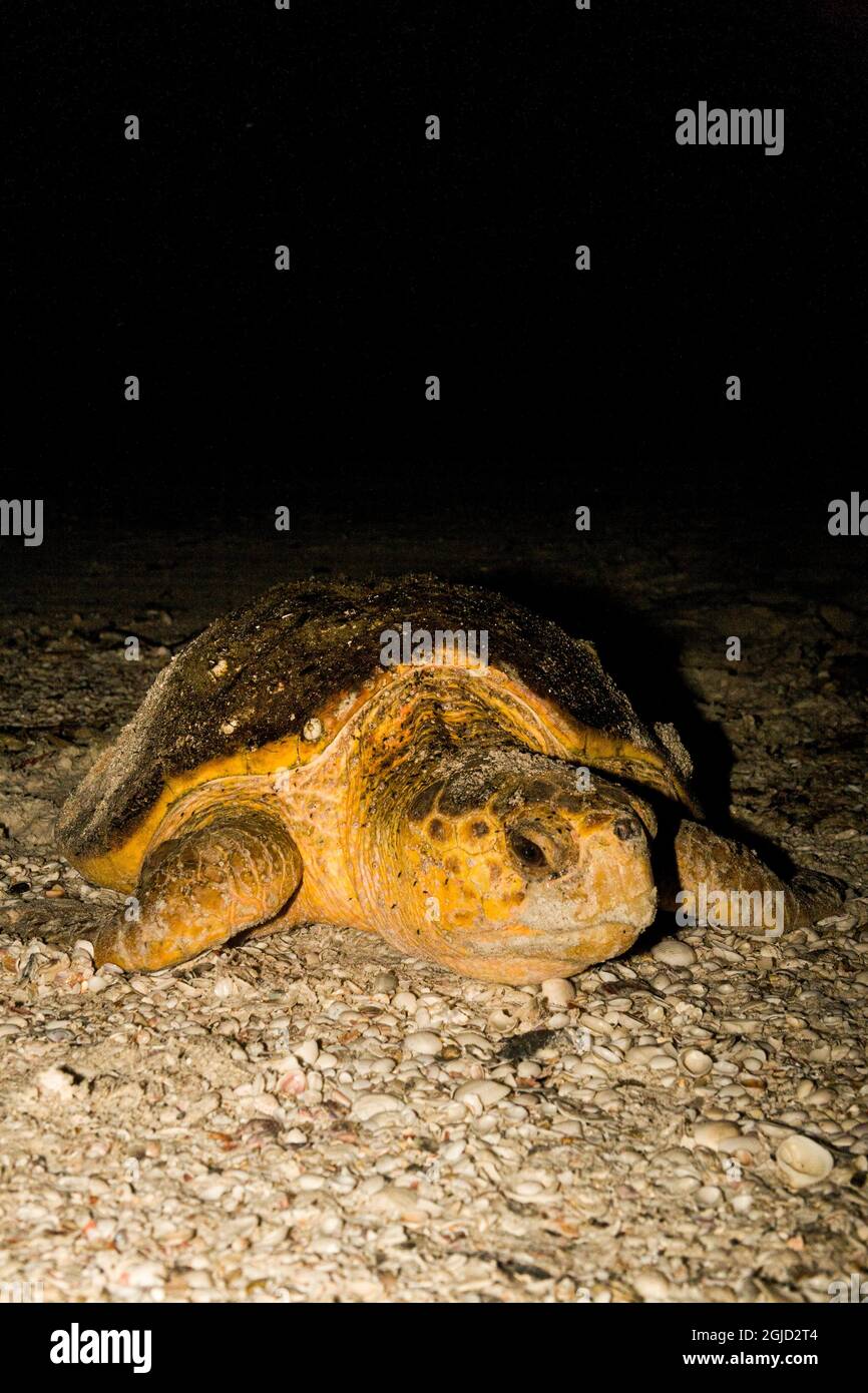 Nesting loggerhead sea turtle in Florida Stock Photo - Alamy