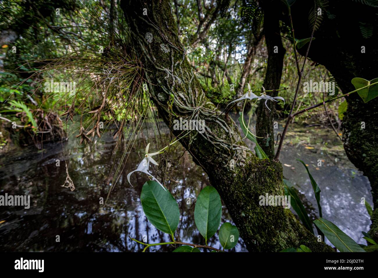 Rare ghost orchid only grows in swamps in South Florida Stock Photo - Alamy