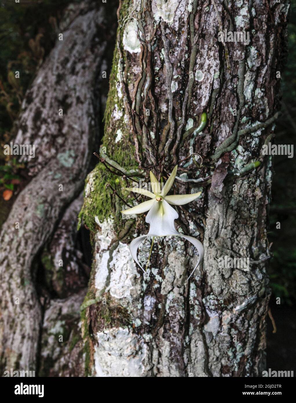 Rare ghost orchid only grows in swamps in South Florida Stock Photo - Alamy