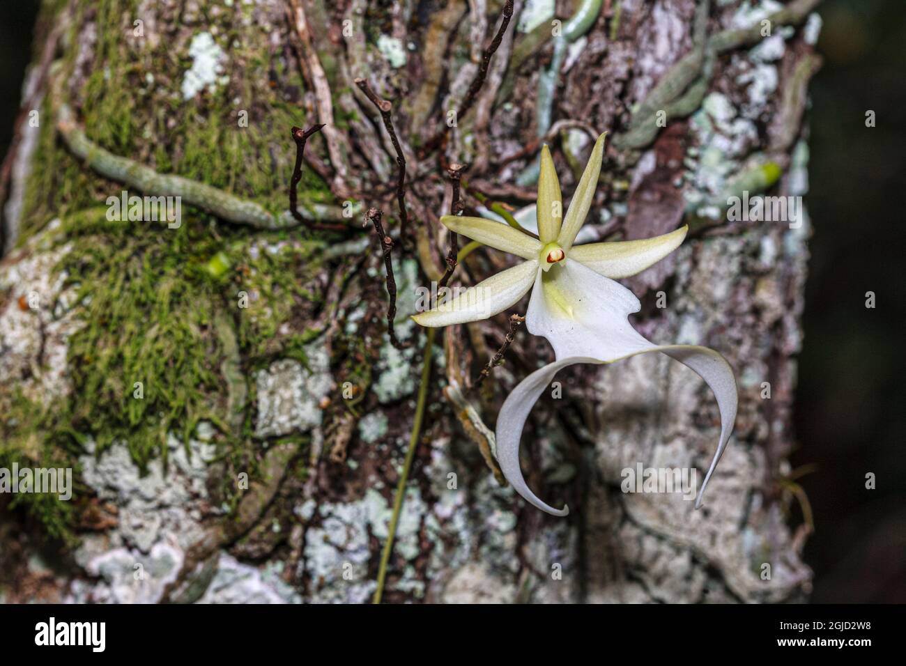 Rare ghost orchid only grows in swamps in South Florida Stock Photo - Alamy