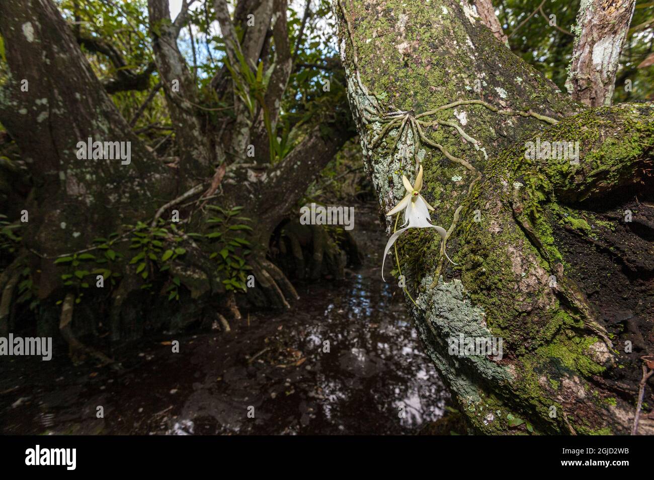 Rare ghost orchid only grows in swamps in South Florida Stock Photo - Alamy
