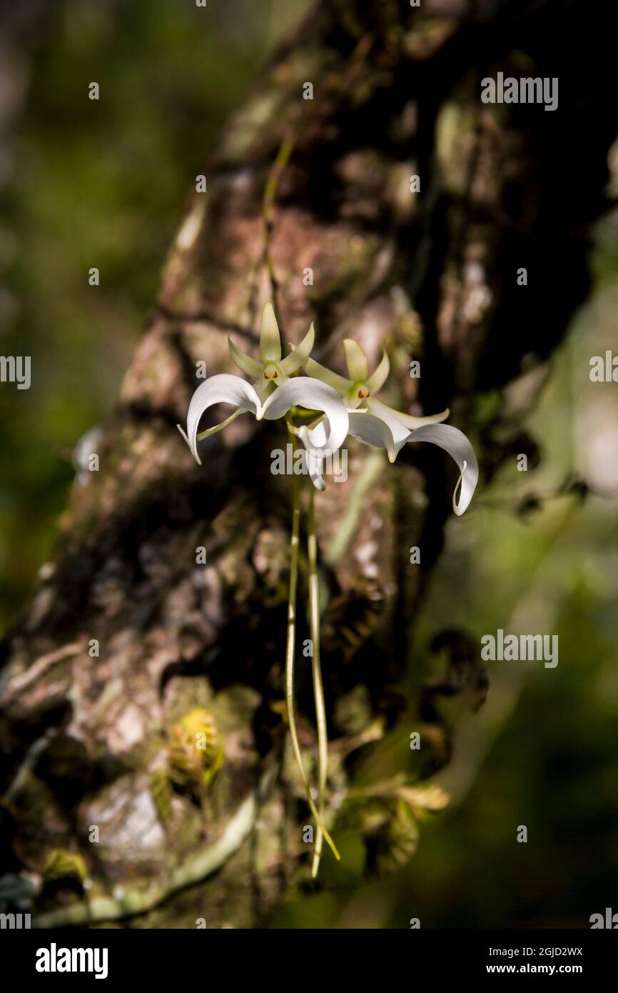 Rare ghost orchid only grows in swamps in South Florida Stock Photo - Alamy