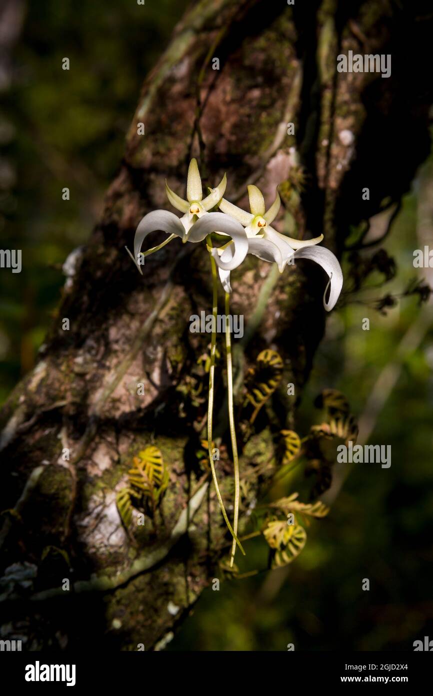 Rare ghost orchid only grows in swamps in South Florida Stock Photo - Alamy