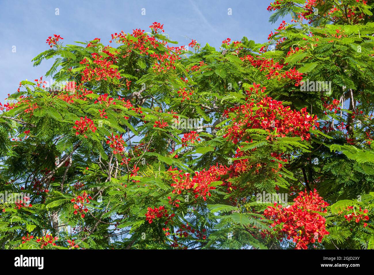 Royal Poinciana tree produces beautiful red flowers Stock Photo - Alamy