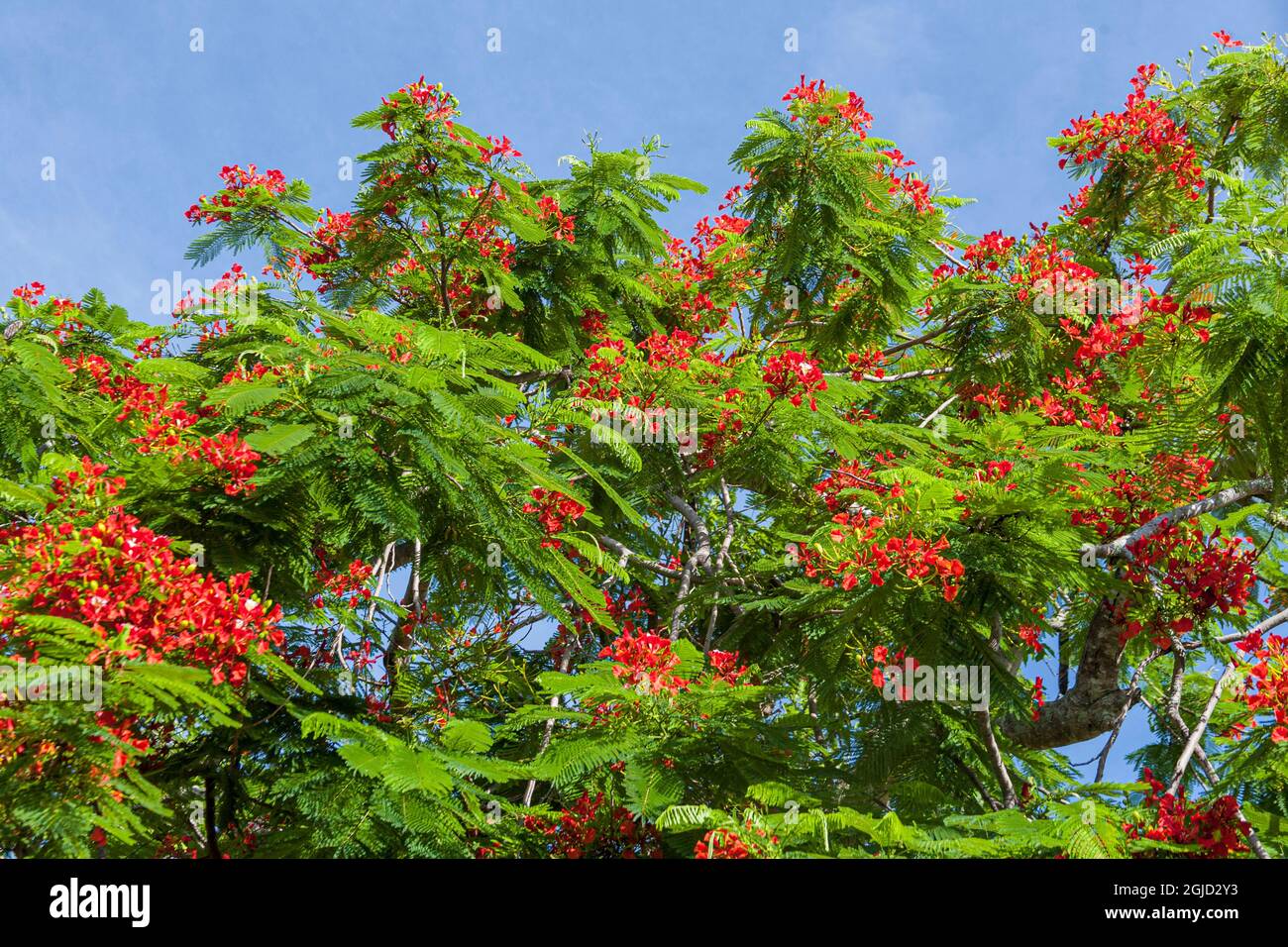 Royal Poinciana tree produces beautiful red flowers Stock Photo - Alamy