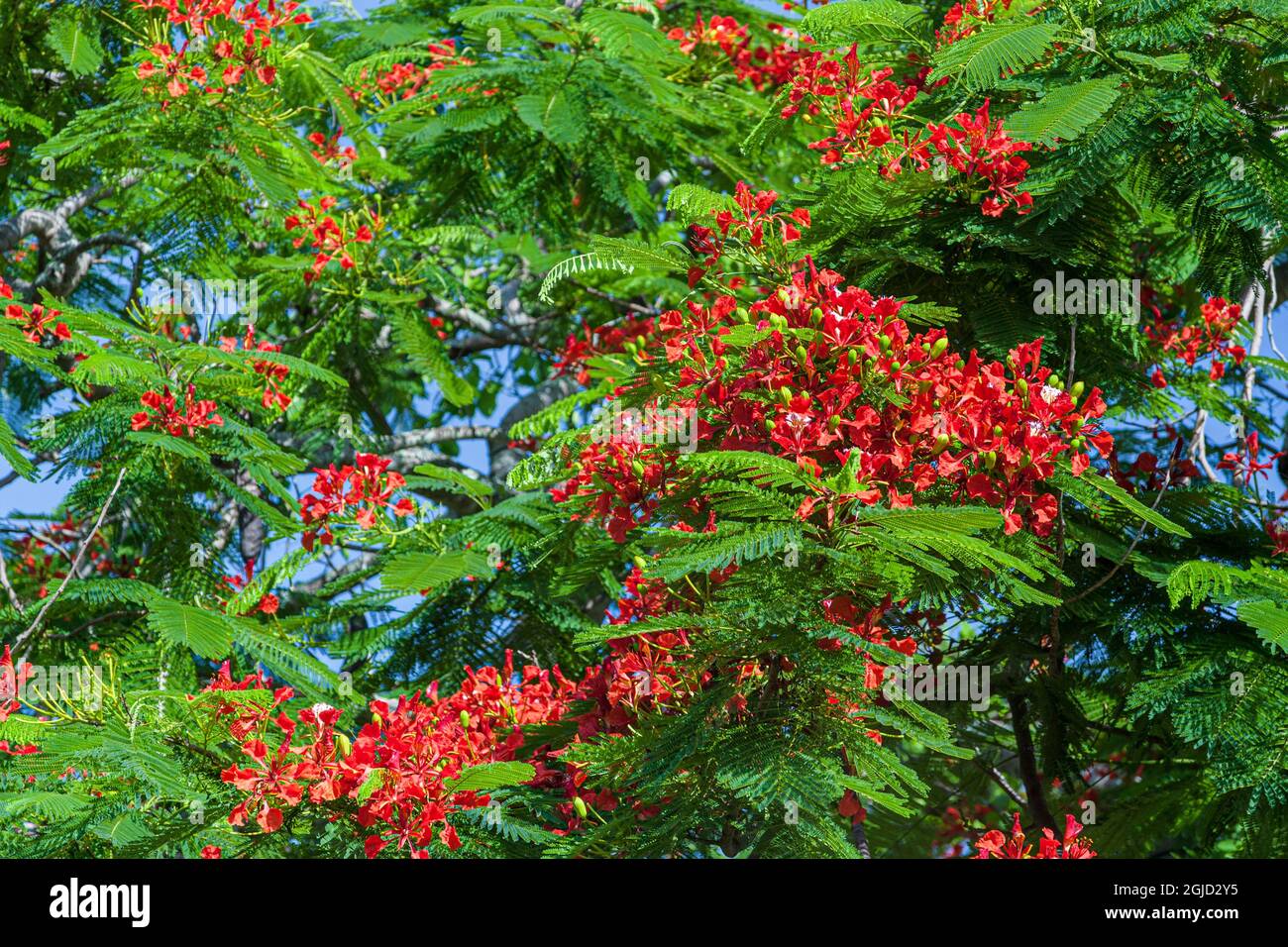 Royal Poinciana tree produces beautiful red flowers Stock Photo - Alamy