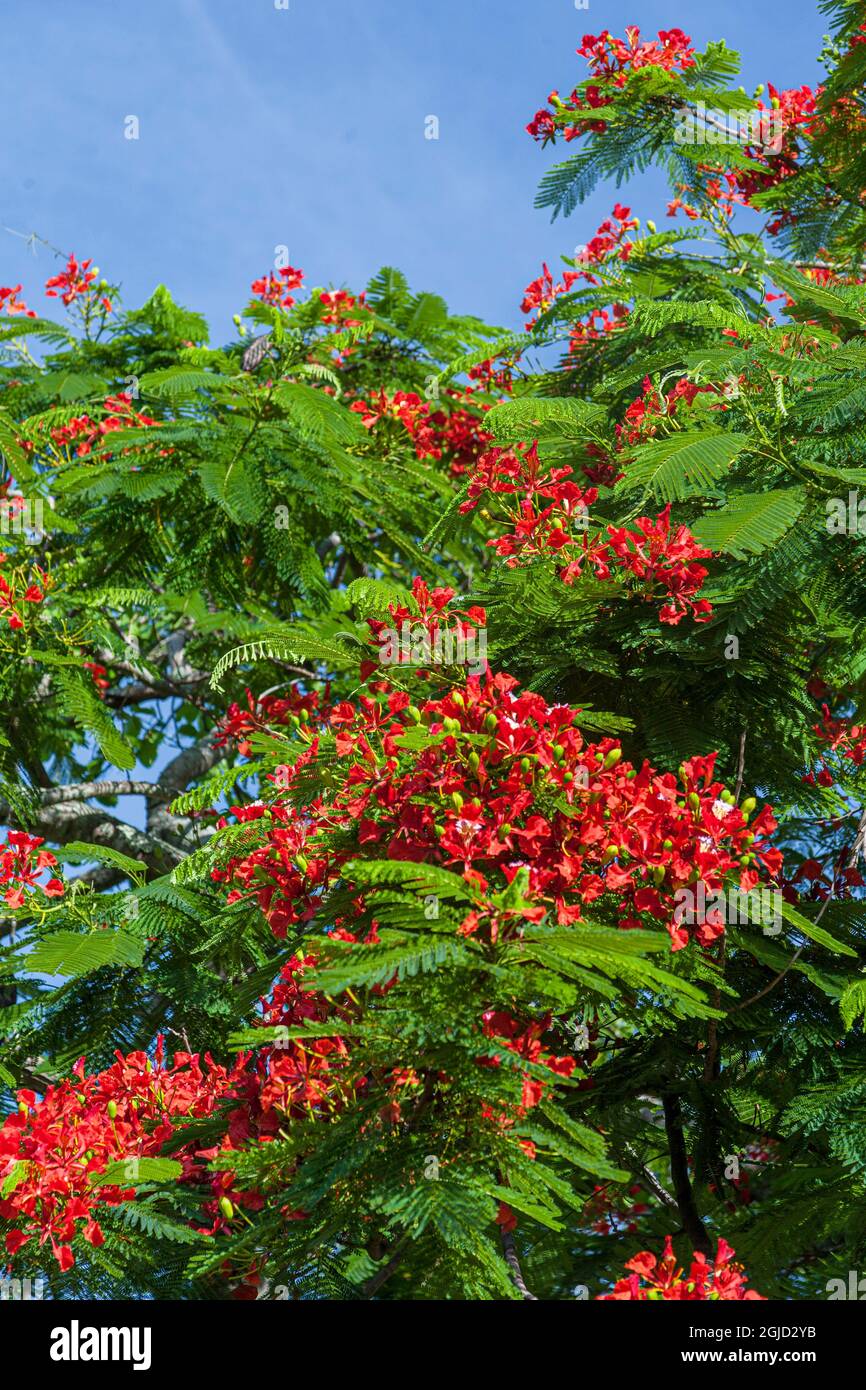 Royal Poinciana tree produces beautiful red flowers Stock Photo - Alamy