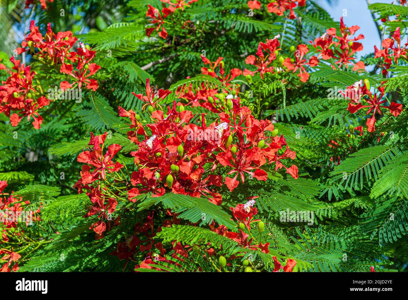 Royal Poinciana tree produces beautiful red flowers Stock Photo - Alamy