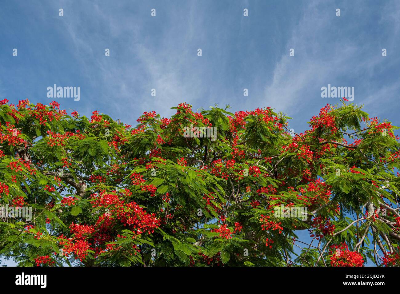 Royal Poinciana tree produces beautiful red flowers Stock Photo - Alamy