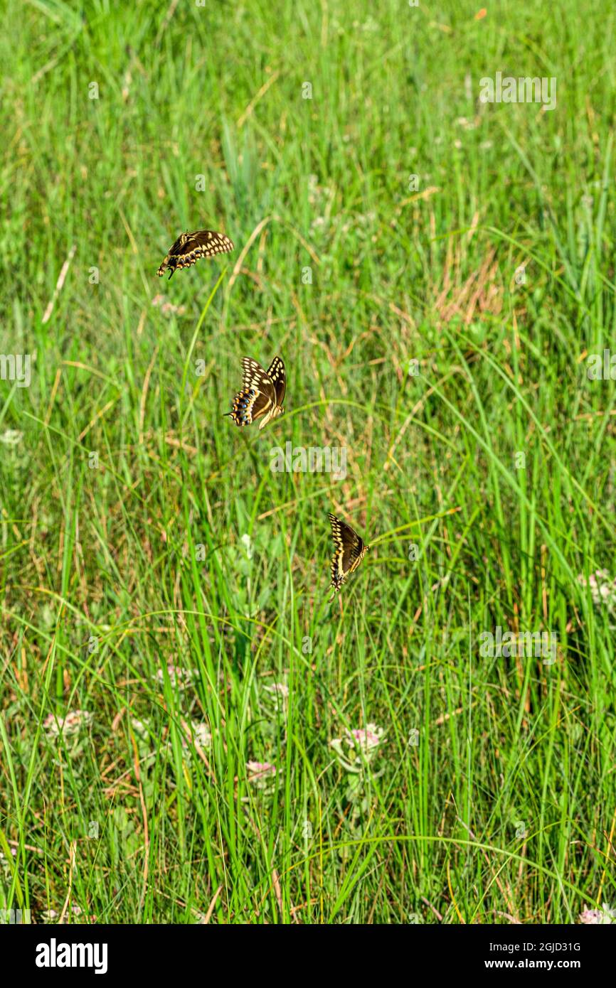 Swallowtail butterflies in prairie Stock Photo - Alamy