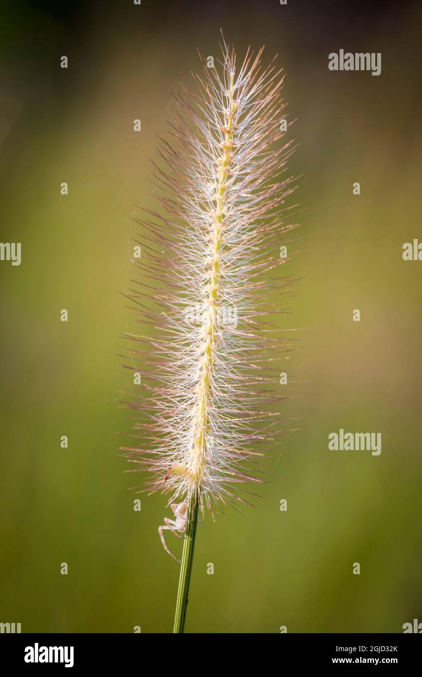 Foxtail grass with spider Stock Photo - Alamy