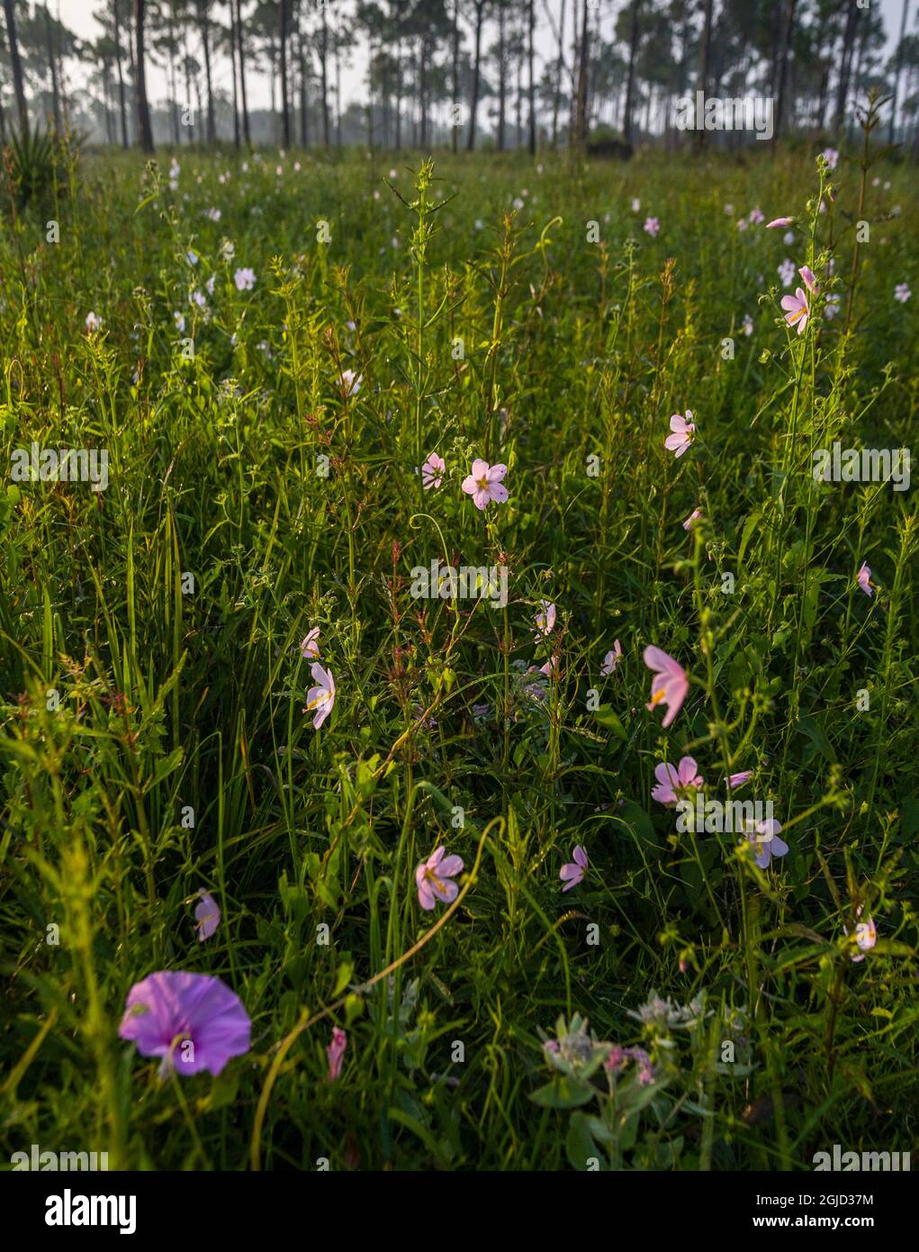 Mallow blooms hi-res stock photography and images - Alamy