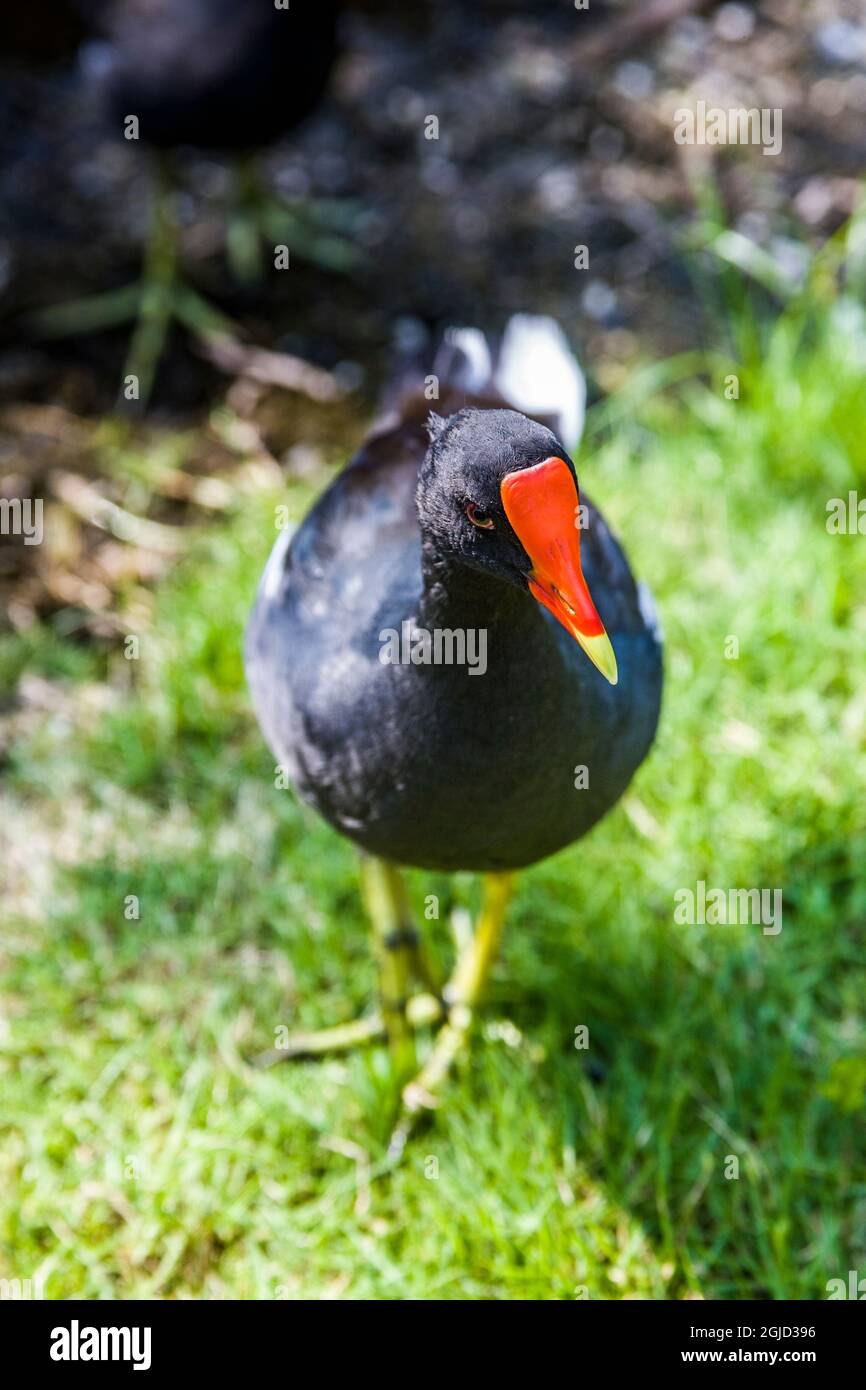 A common moorhen lives in wetlands Stock Photo - Alamy