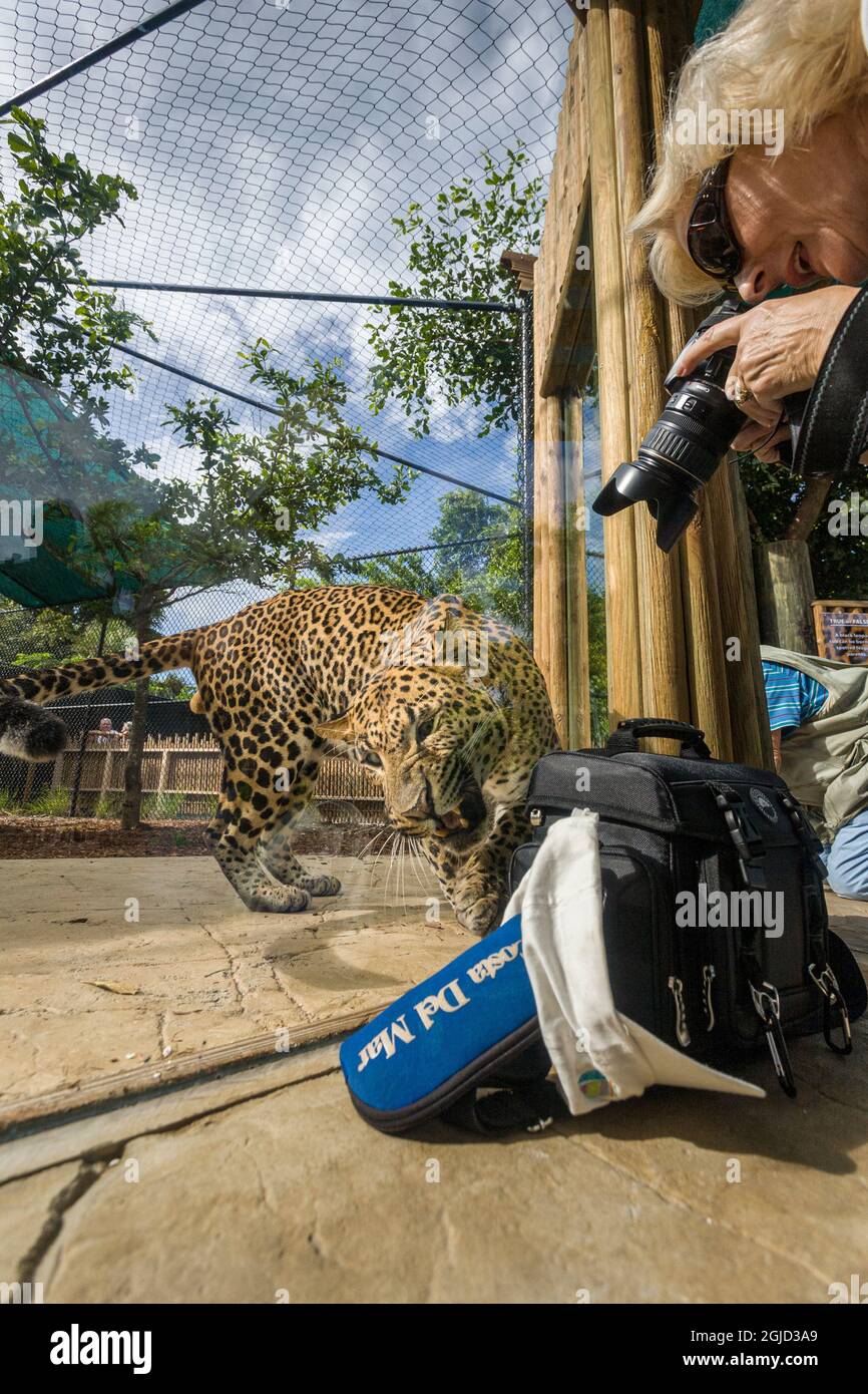 Woman photographing leopard Stock Photo - Alamy