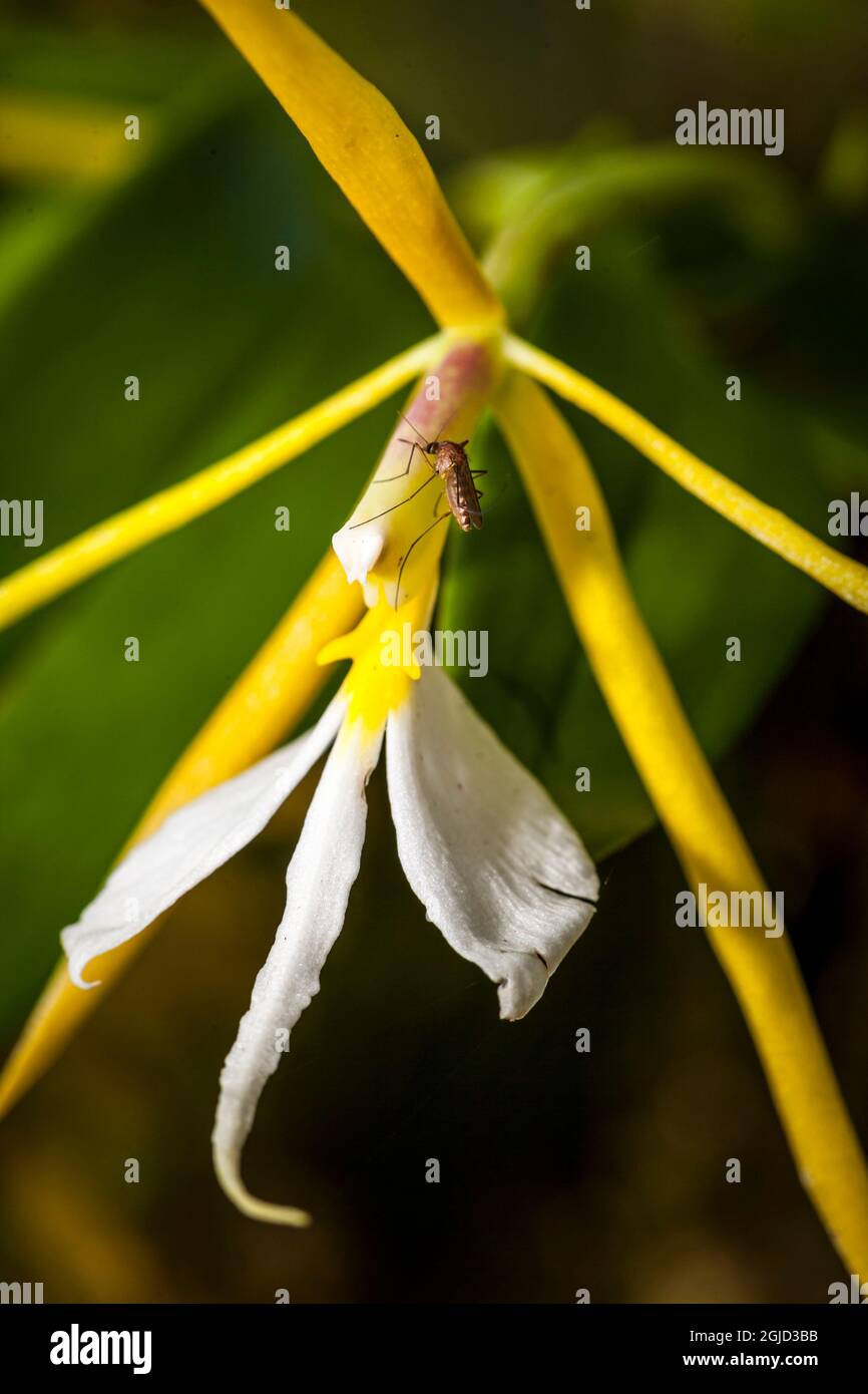 Night fragrant hi-res stock photography and images - Alamy