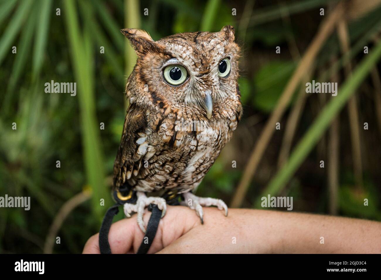 The screech owl is one of the smallest owls Stock Photo - Alamy