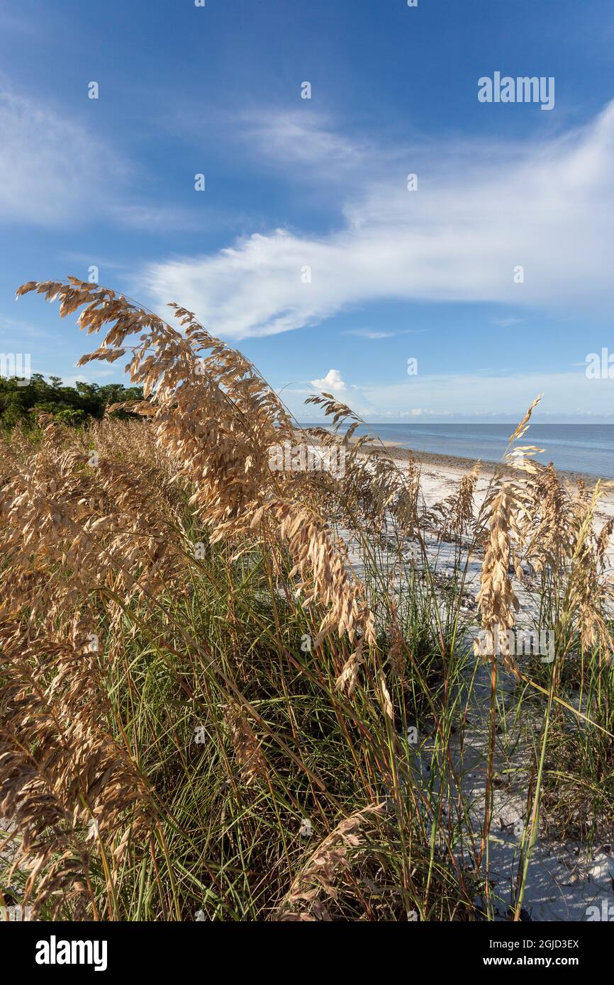 Golden sea oats, a tall subtropical grass, help stabilize beaches and ...