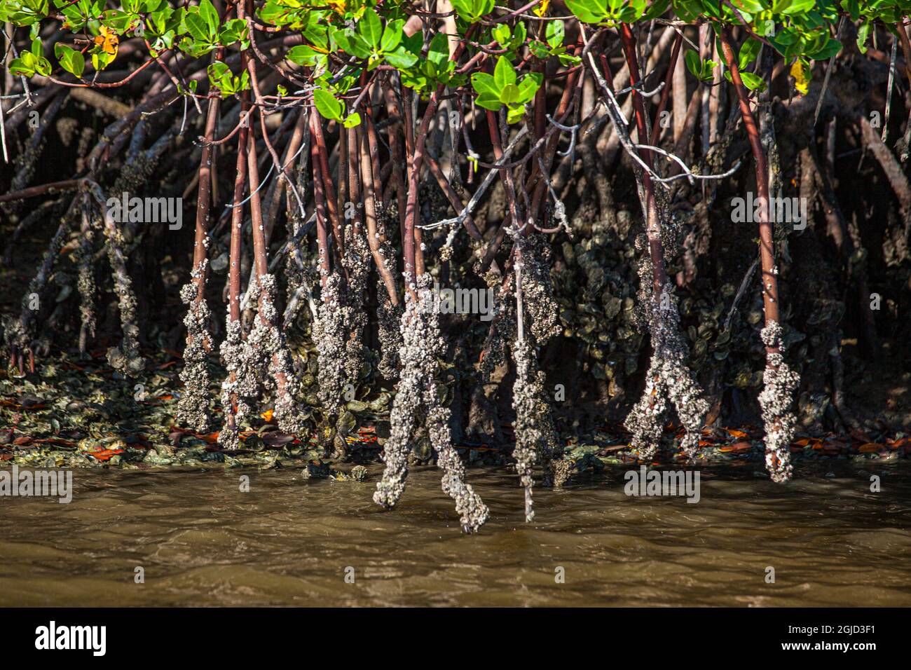 The stabilizing roots of red mangroves grow into the south Florida ...