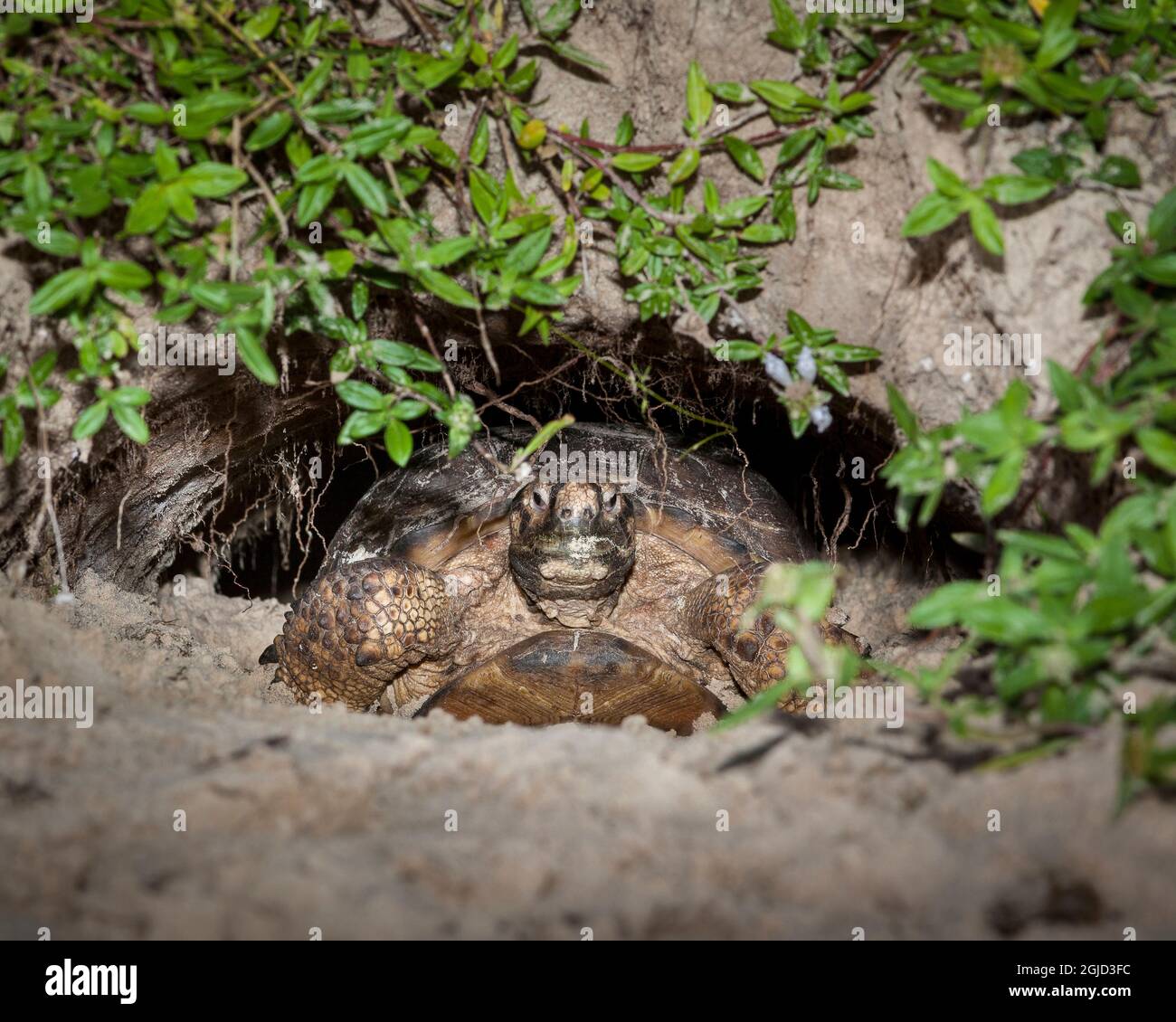 A gopher tortoise rests at the entrance to its burrow Stock Photo - Alamy