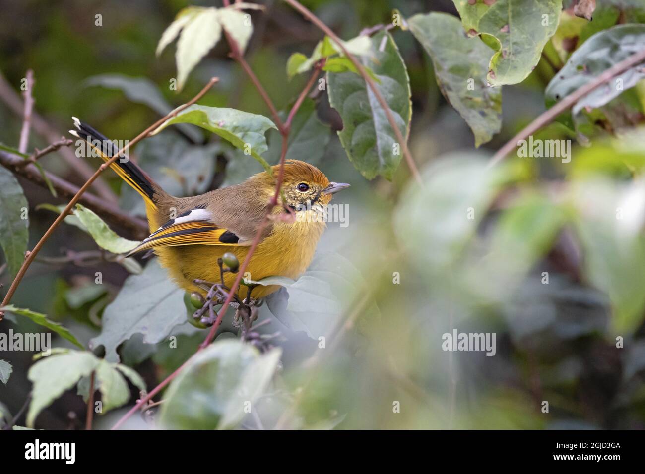 Bar-throated Minla, syn Chestnut-tailed Minla (Actinodura strigula ...