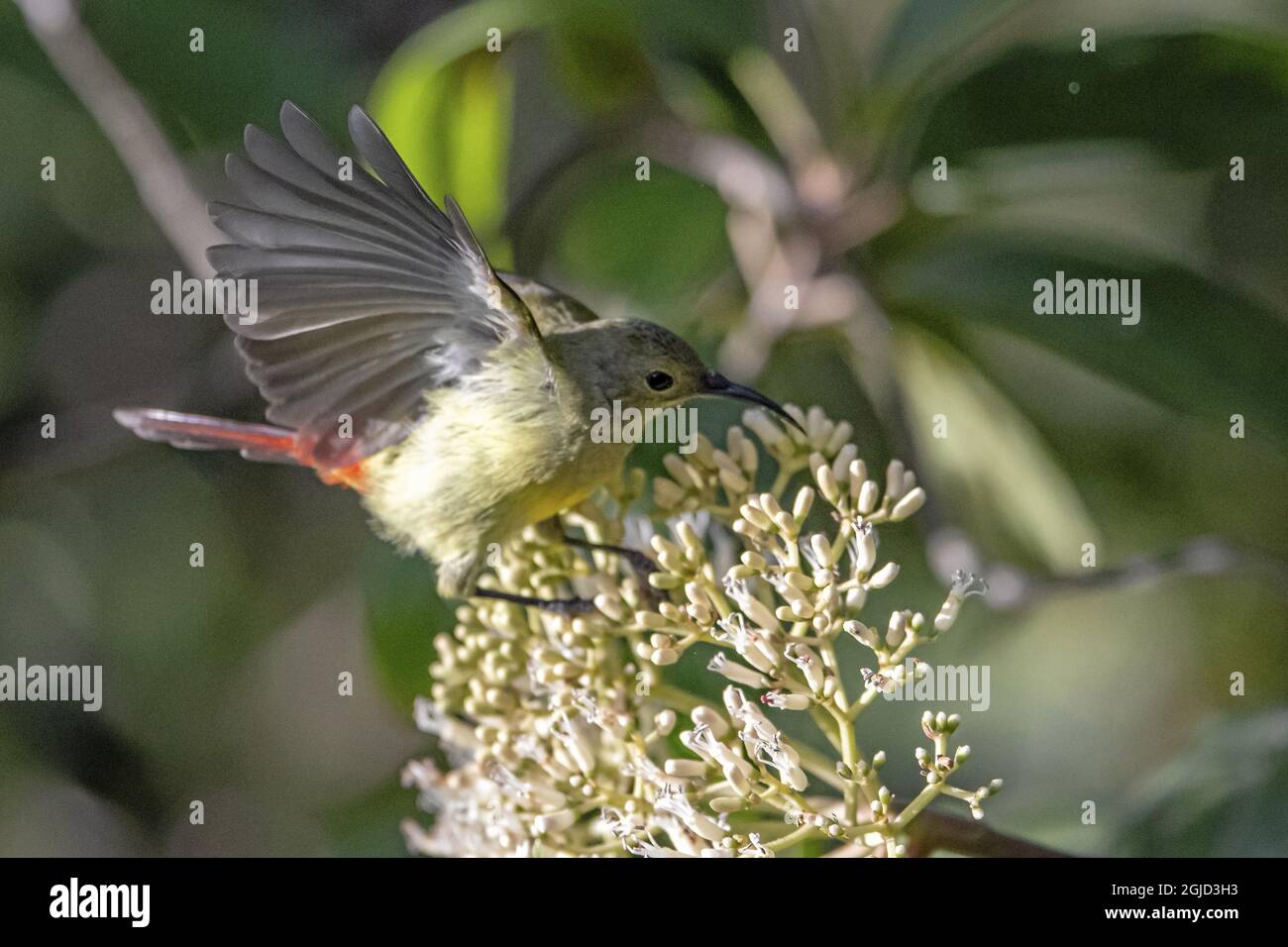Fire tailed sunbird hi-res stock photography and images - Alamy