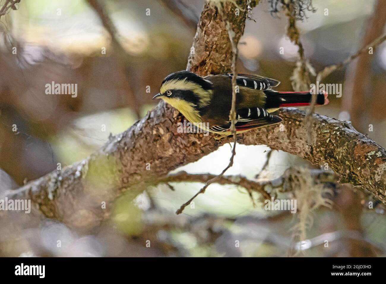 273414398 hi-res stock photography and images - Alamy