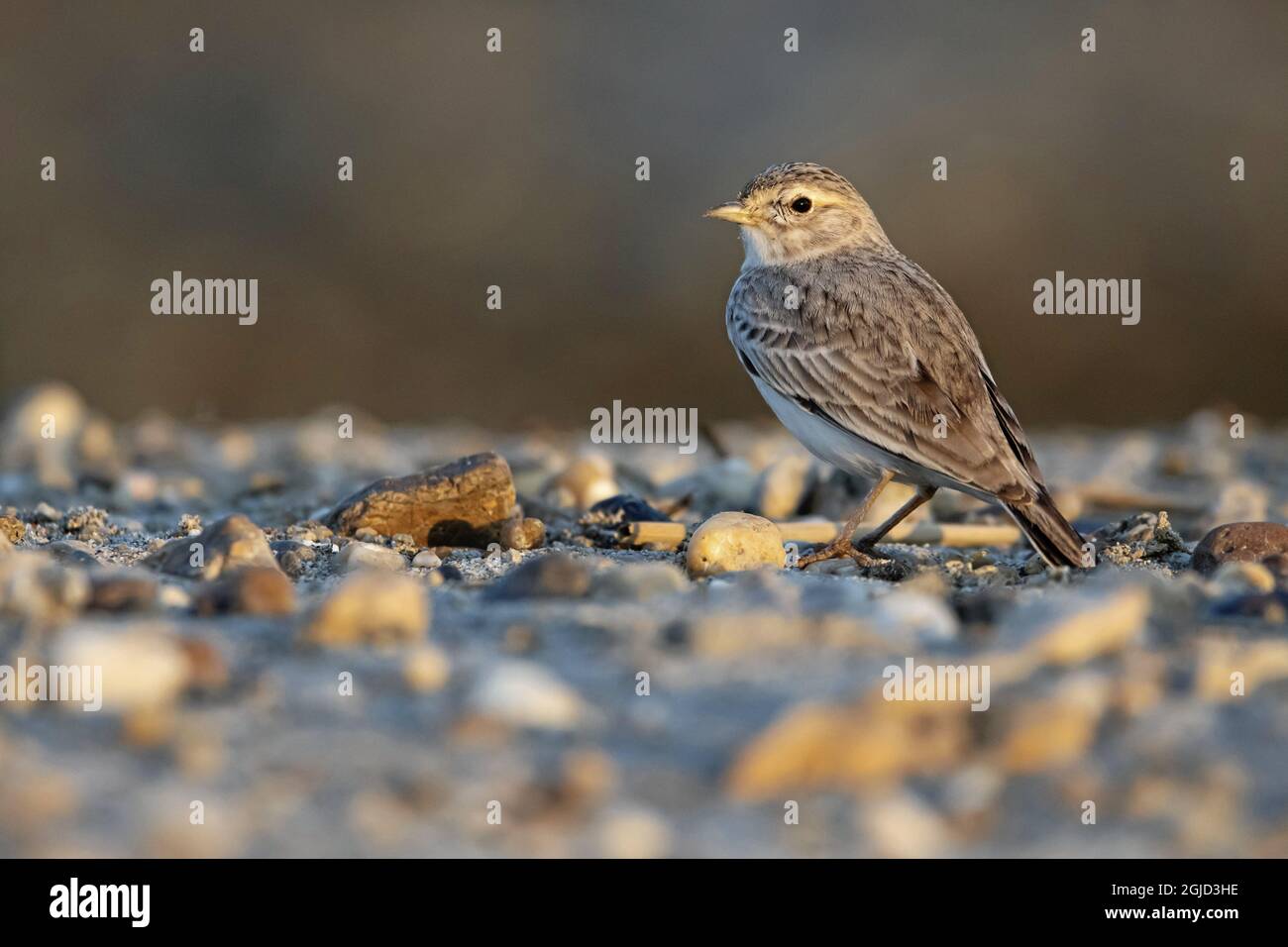Raytal hi-res stock photography and images - Alamy
