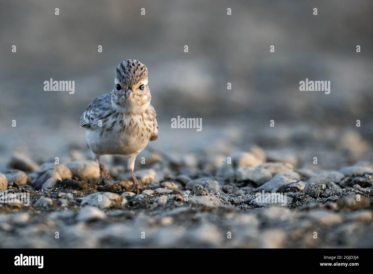 273414408 hi-res stock photography and images - Alamy