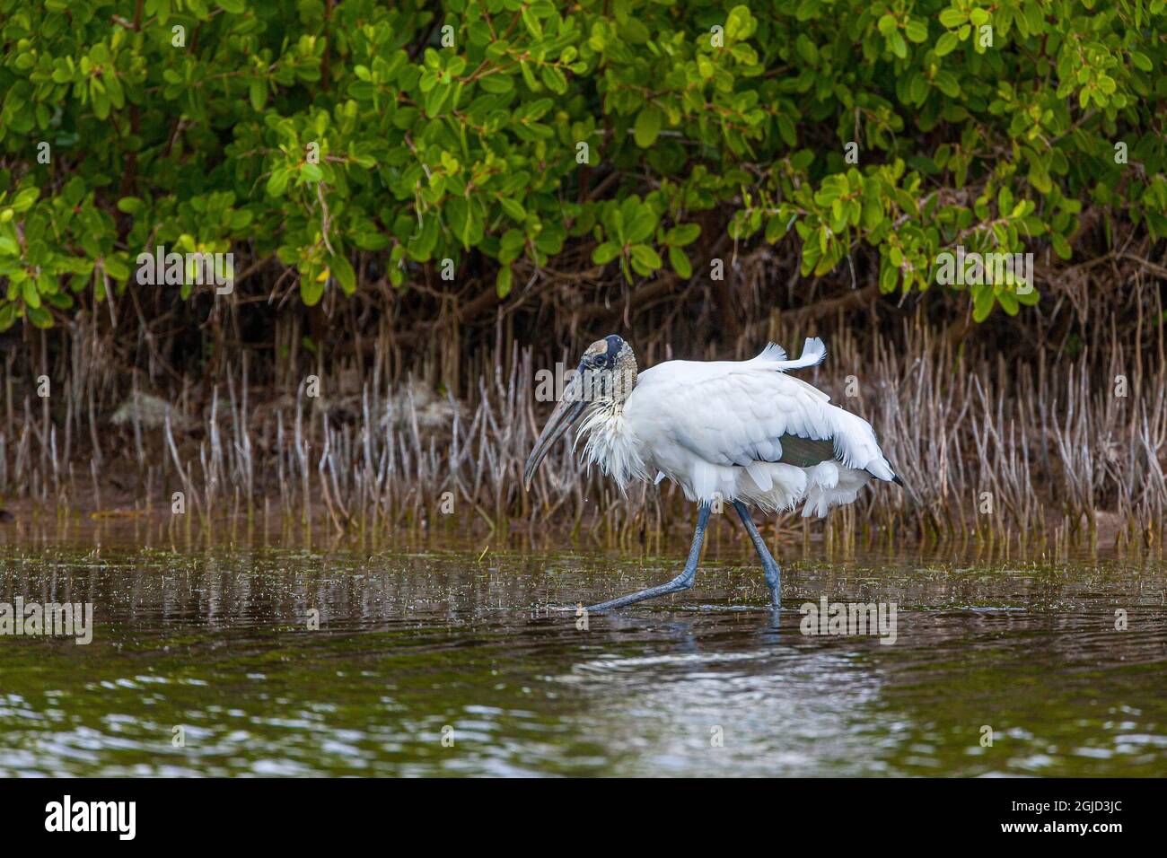 An endangered wood stork hunting for small fish in the shallows Stock ...