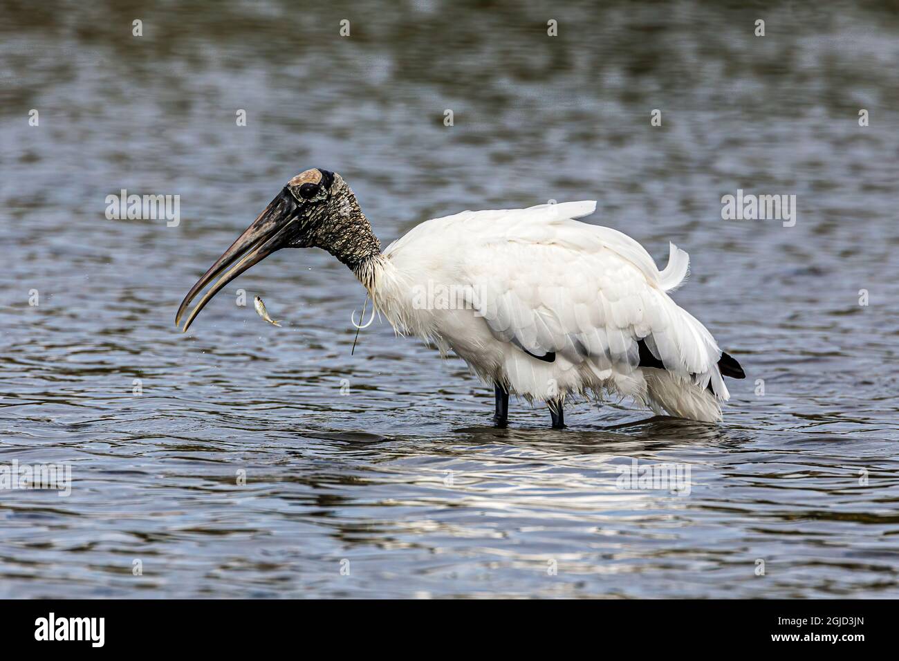 An endangered wood stork hunting for small fish in the shallows Stock ...