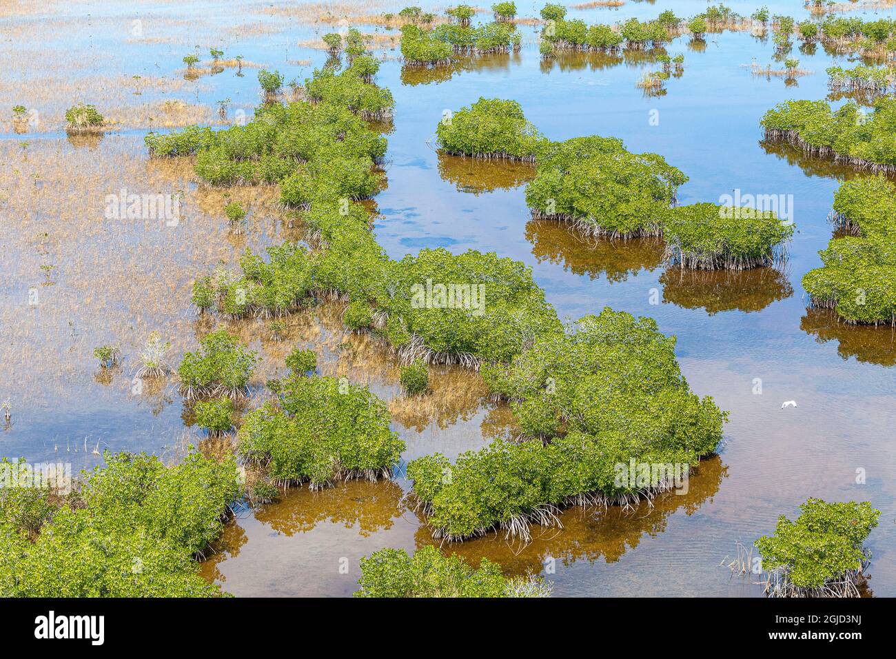 An aerial view of the southwestern Florida coastal marshes and mangrove ...